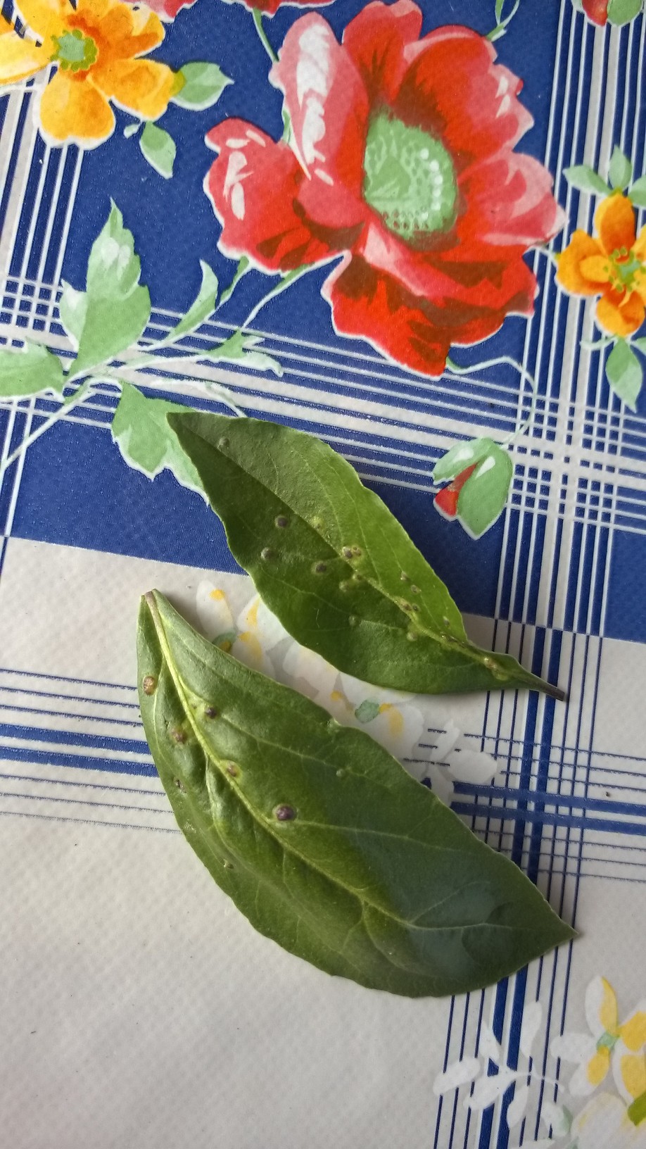 Golyi bogyó betegsége. - Gazdabolt.hu