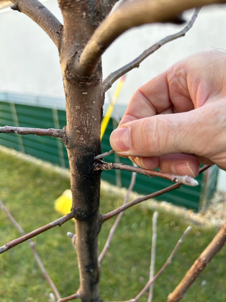 Almafa törzsén található lyuk - Gazdabolt.hu