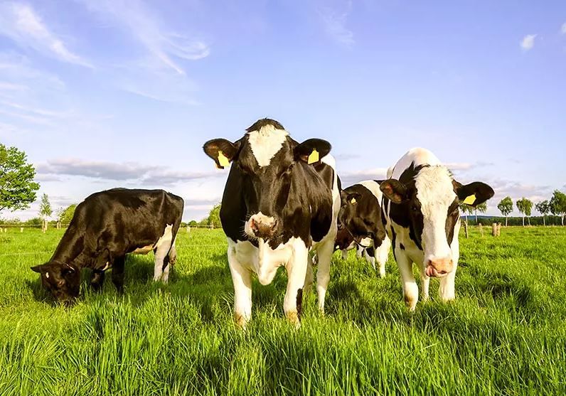 Grass seed pasture Fauna mixture 25kg | T08221 - Gazdabolt.hu